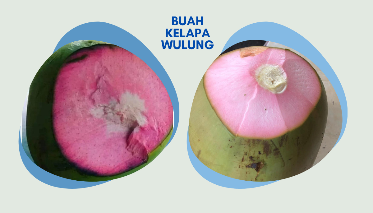 Kelapa Merah Wulung: Manfaat, Khasiat, dan Fakta Menariknya